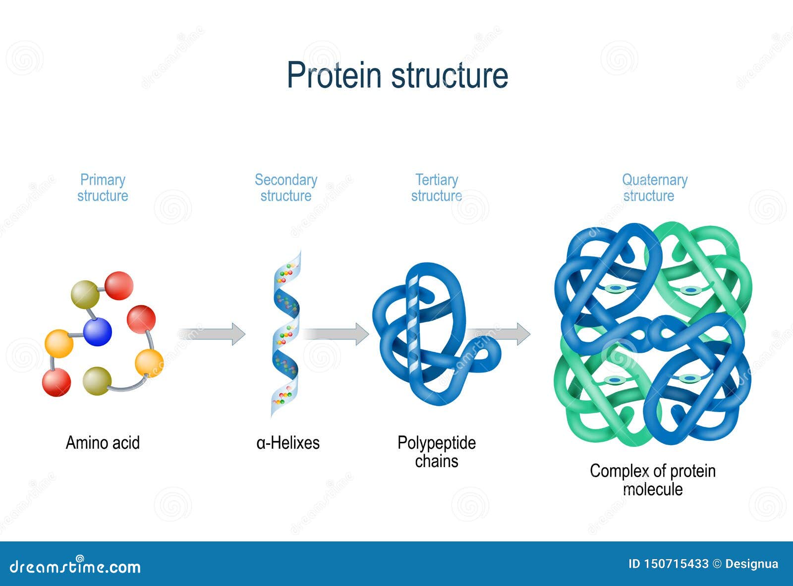 Protein Structure Levels. From Amino Acid To Alpha Helix, Beta Sheet ...